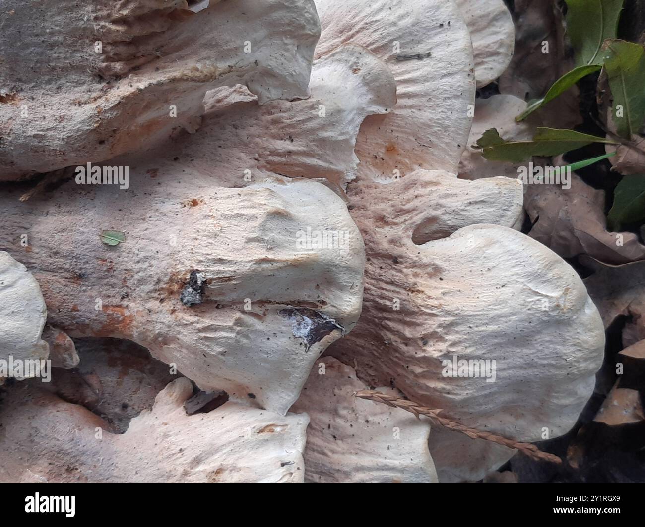 Giant Polypore (Meripilus giganteus) Fungi Stock Photo - Alamy