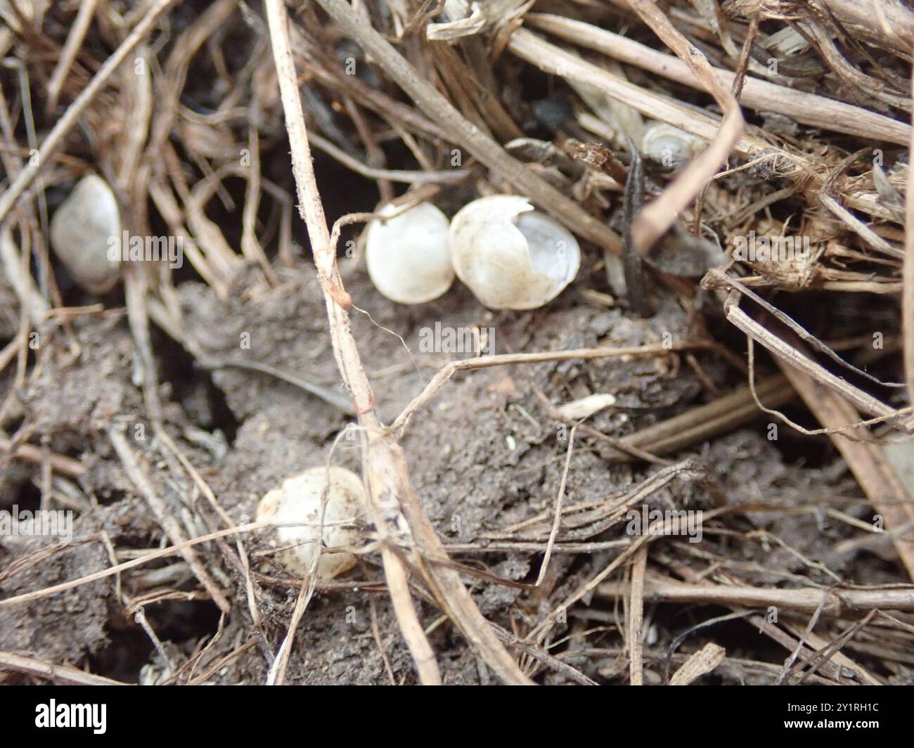 Musculium hi-res stock photography and images - Alamy
