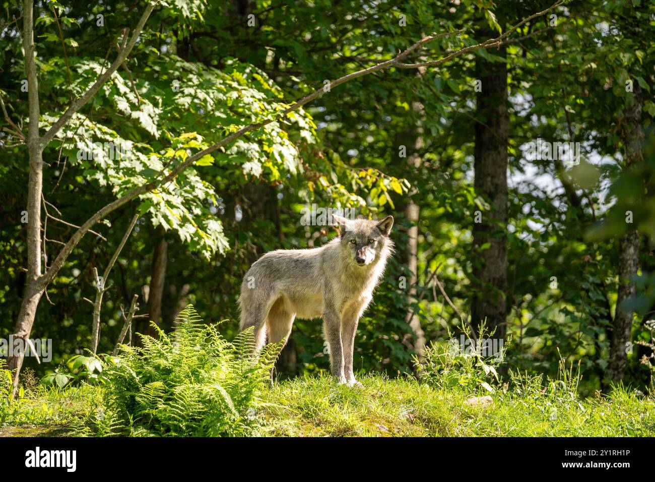 A grey wolf in a dense forest. High quality photo. Parc Omega, Ontario ...
