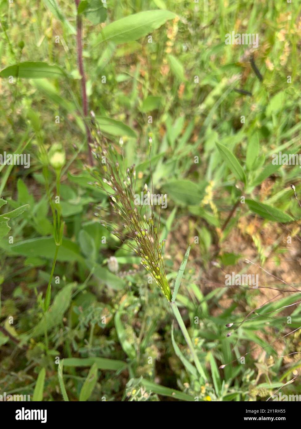bristlegrasses, rosette grasses, barnyard grasses, and allies (Paniceae ...