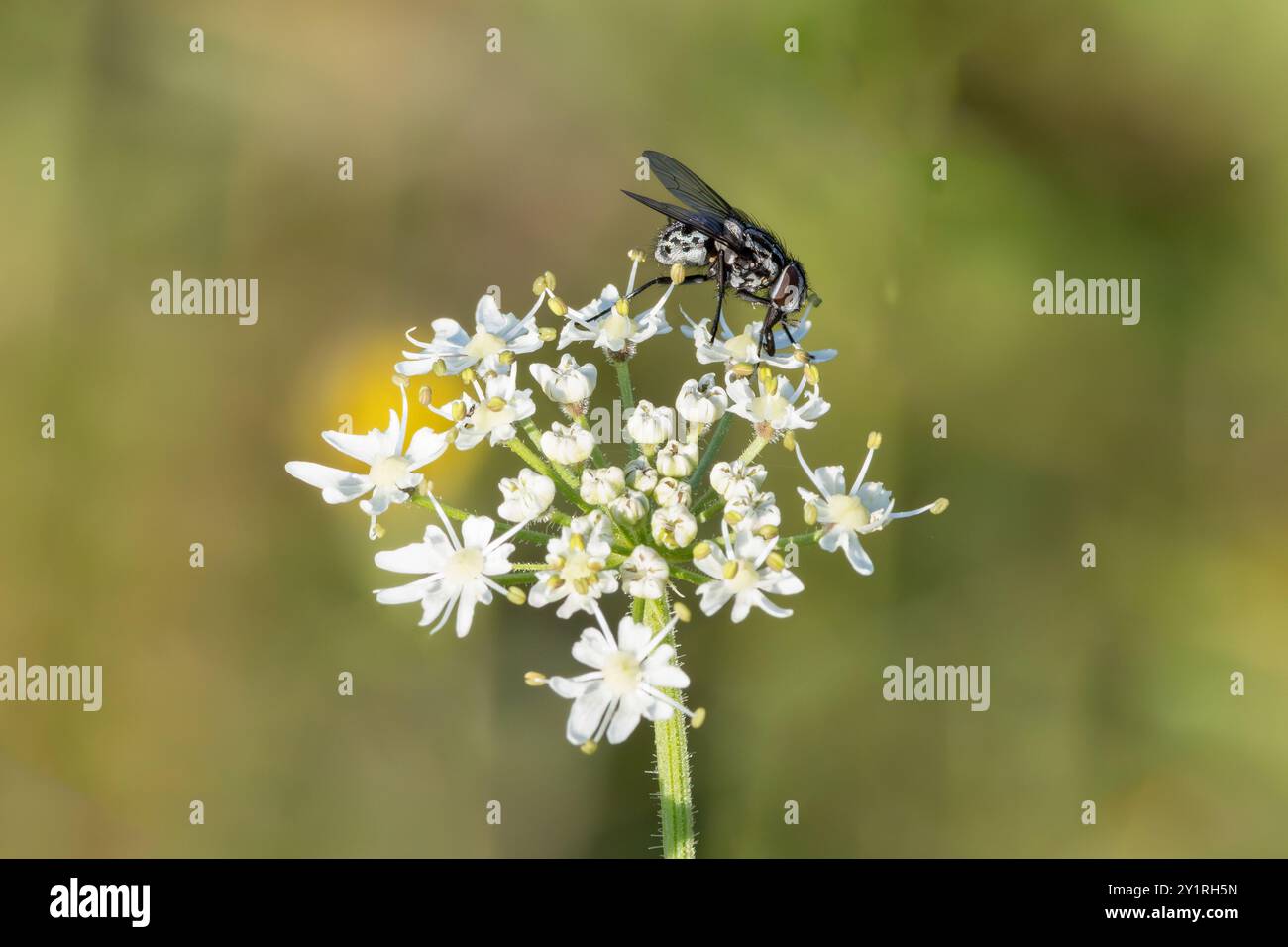 Six legged cow hi-res stock photography and images - Alamy