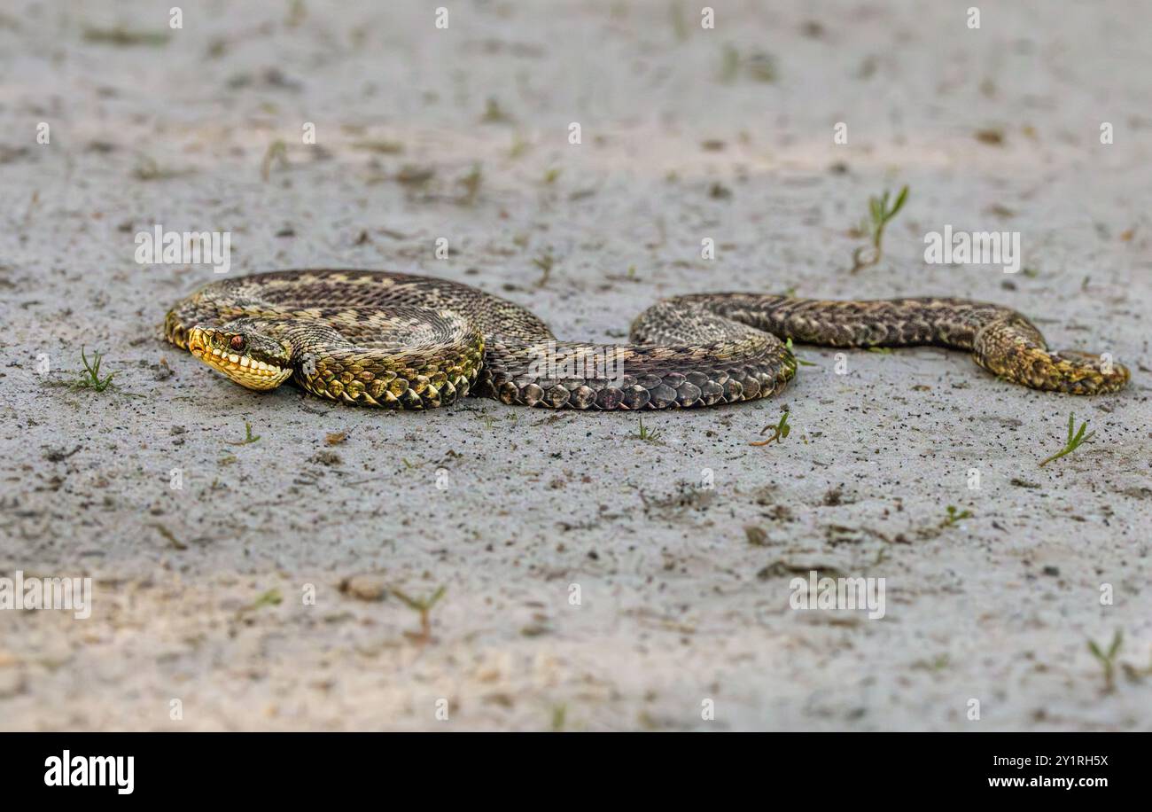 Black adder snake hi-res stock photography and images - Alamy
