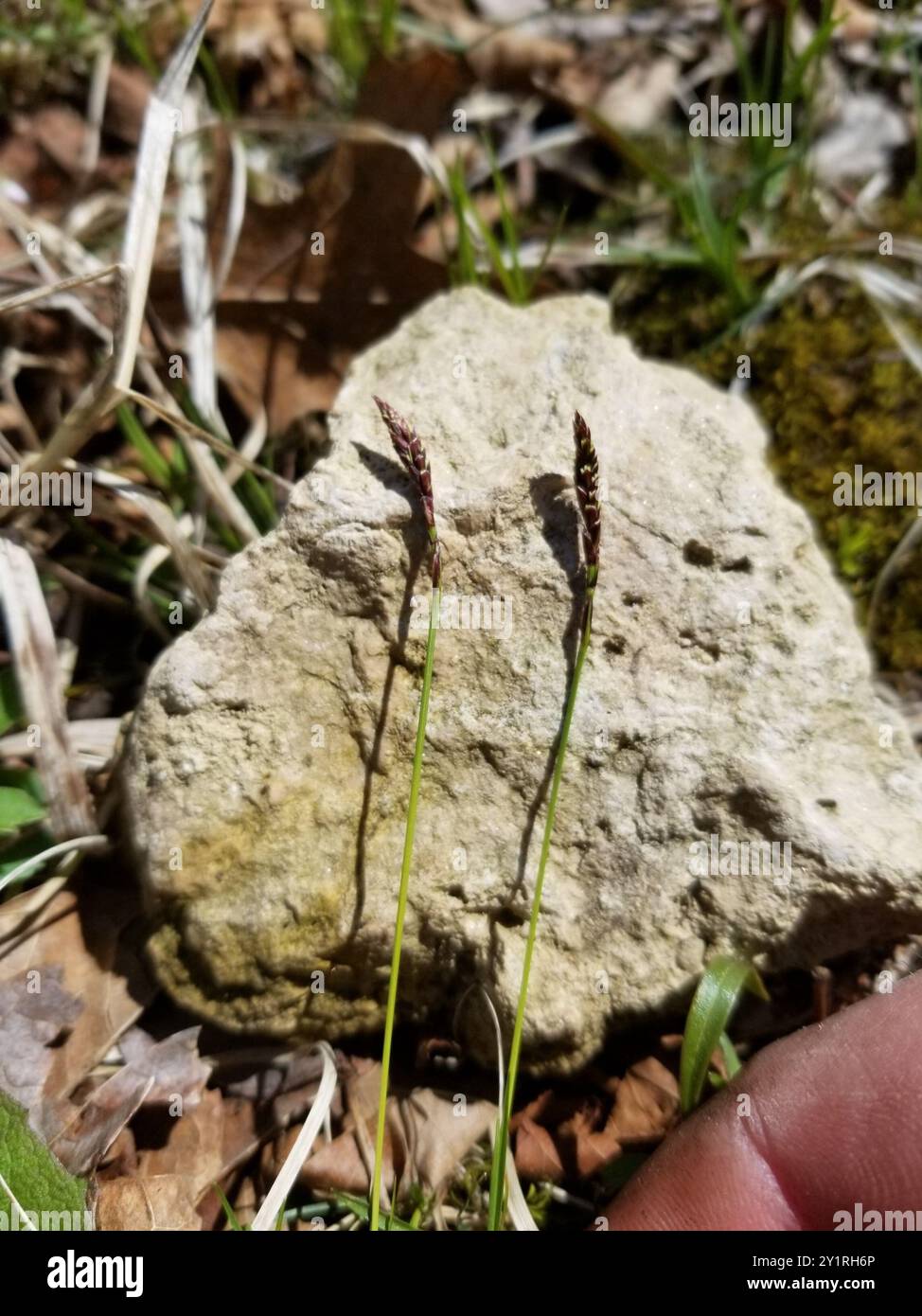 Pennsylvania sedge (Carex pensylvanica) Plantae Stock Photo - Alamy