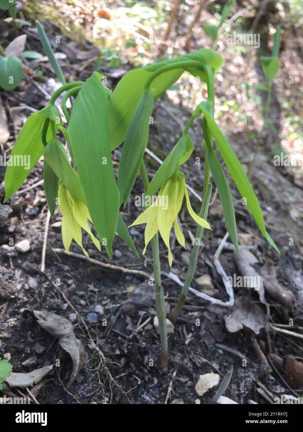 Largeflower Bellwort Uvularia Grandiflora Plantae Stock Photo Alamy
