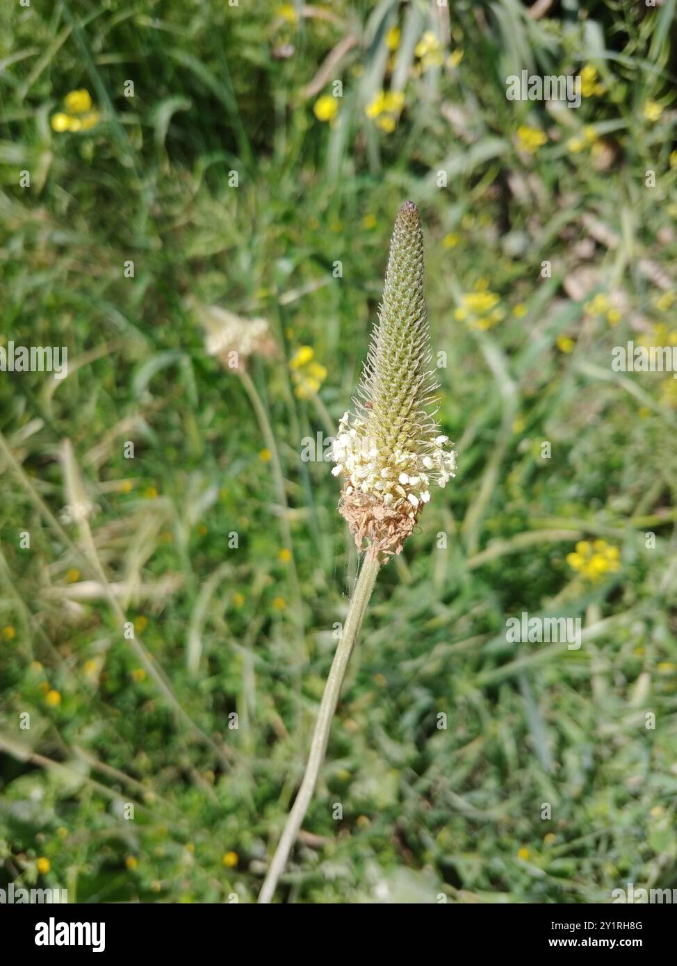 ribwort plantain (Plantago lanceolata) Plantae Stock Photo - Alamy