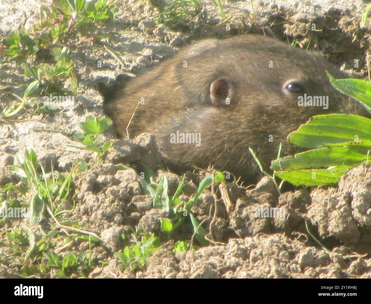 Camas Pocket Gopher (Thomomys bulbivorus) Mammalia Stock Photo - Alamy