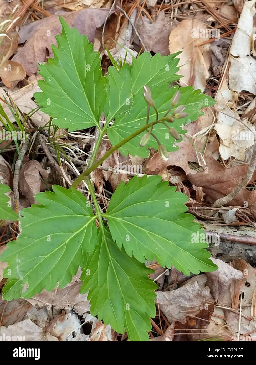 Two-leaved Toothwort (Cardamine diphylla) Plantae Stock Photo - Alamy