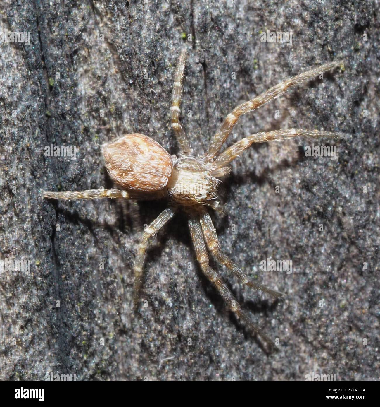 Running Crab Spiders (Philodromidae) Arachnida Stock Photo - Alamy