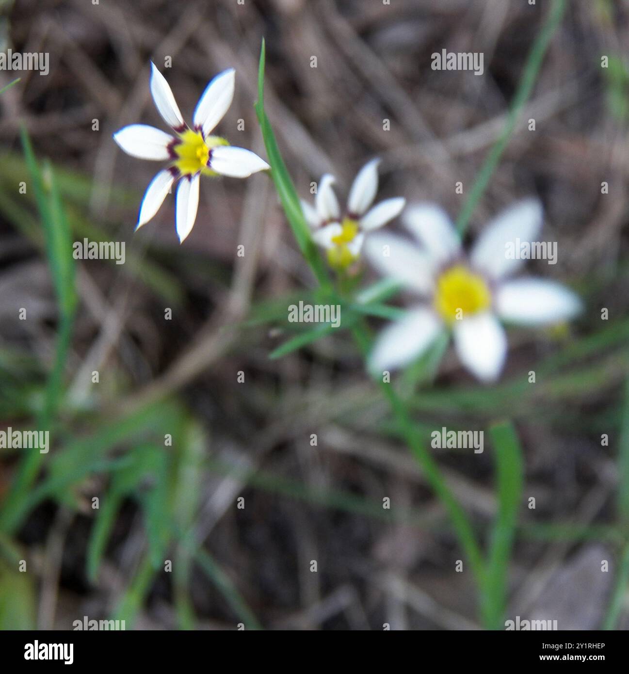Blue Pigroot (Sisyrinchium micranthum) Plantae Stock Photo - Alamy