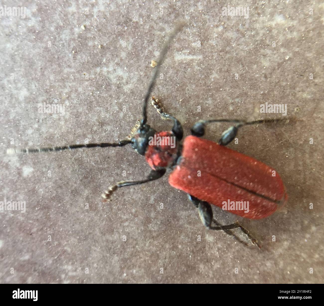 Welsh Oak Longhorn Beetle (Pyrrhidium sanguineum) Insecta Stock Photo ...