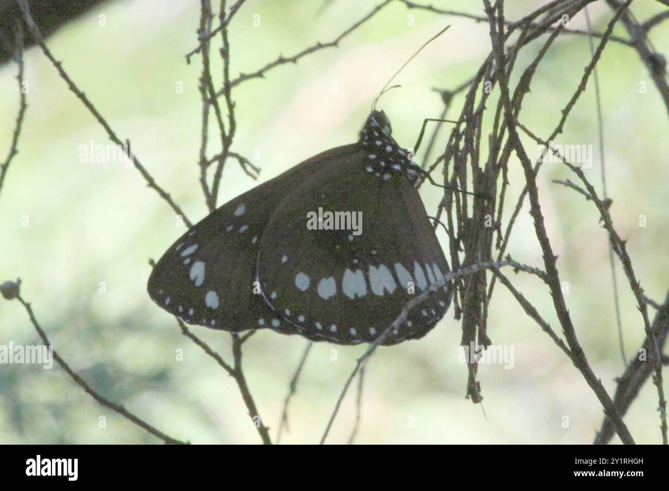 Common Crow Butterfly (Euploea core) Insecta Stock Photo - Alamy