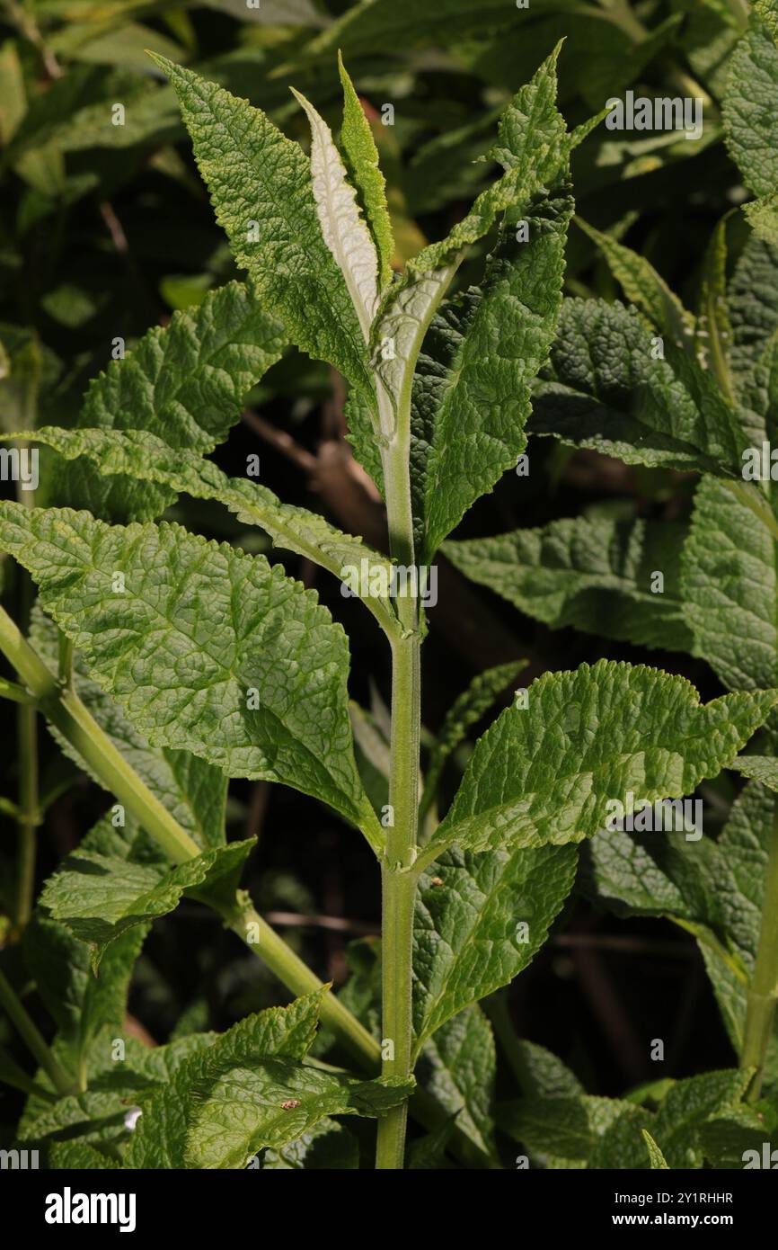 Orange-ball tree (Buddleja globosa) Plantae Stock Photo - Alamy
