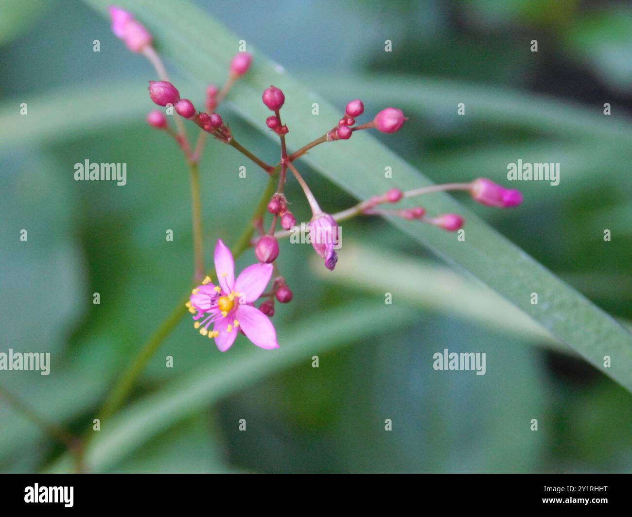 Jewels of Opar (Talinum paniculatum) Plantae Stock Photo - Alamy