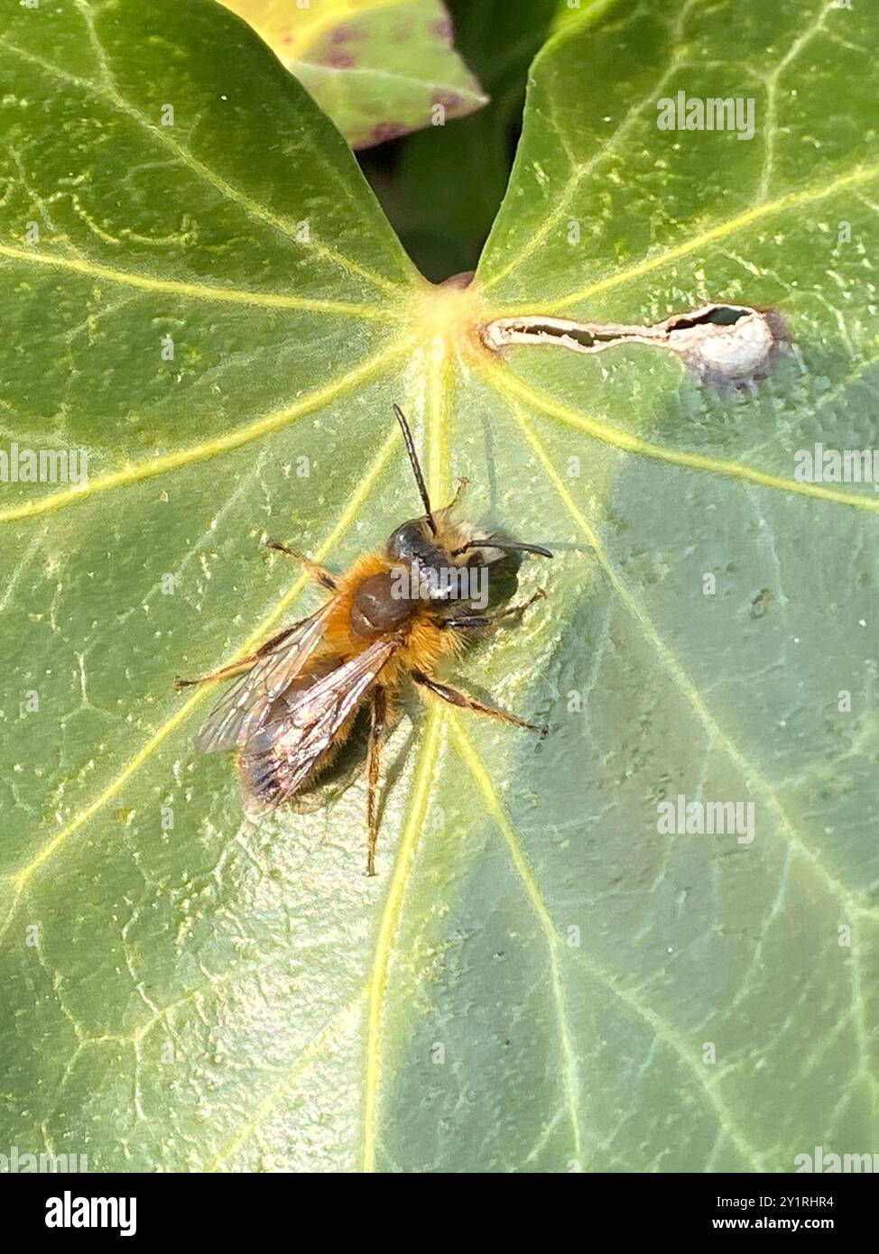 Early Mining Bee (Andrena haemorrhoa) Insecta Stock Photo - Alamy