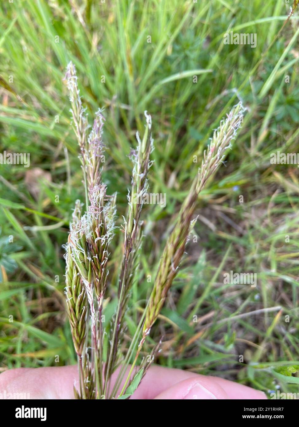 sweet vernal grass (Anthoxanthum odoratum) Plantae Stock Photo - Alamy