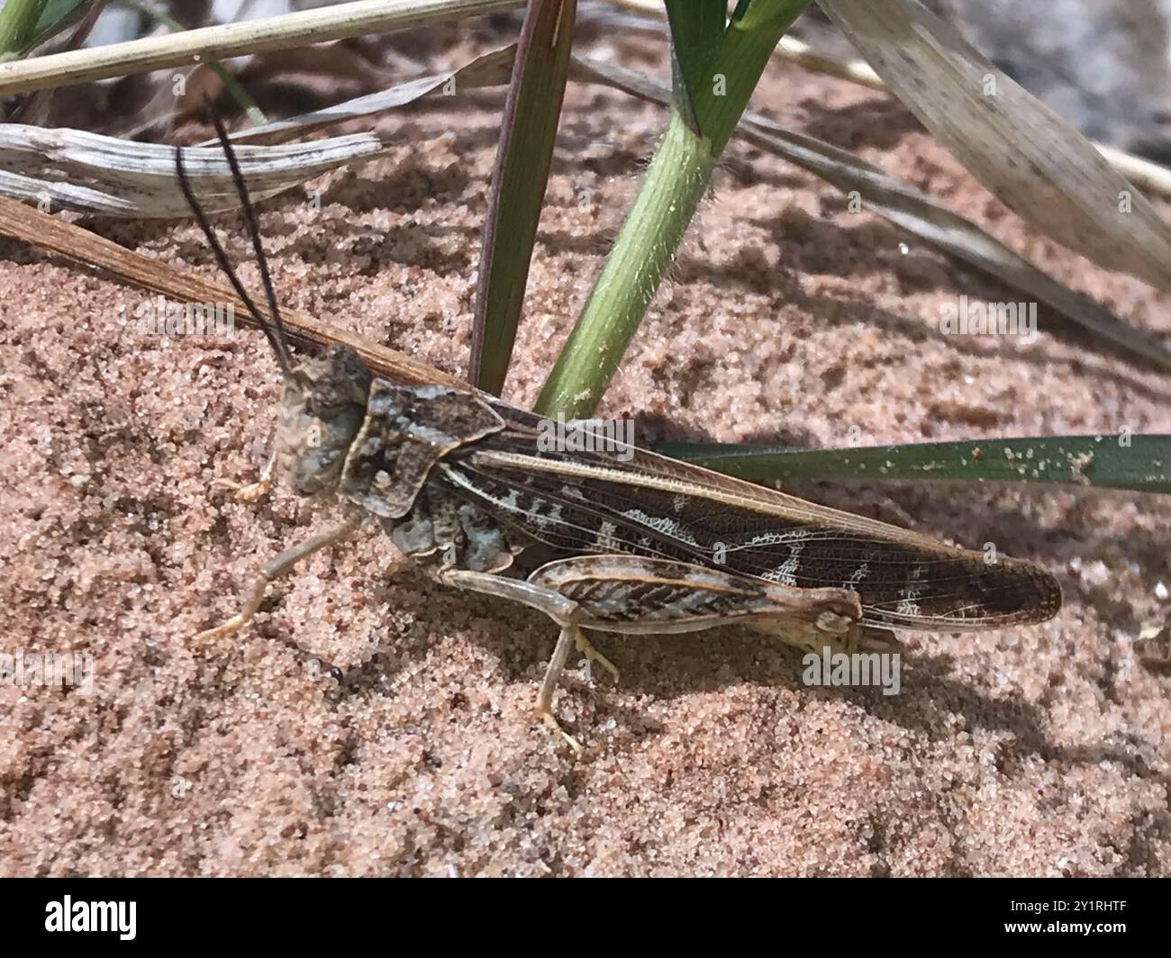 Red-shanked Grasshopper (Xanthippus corallipes) Insecta Stock Photo - Alamy
