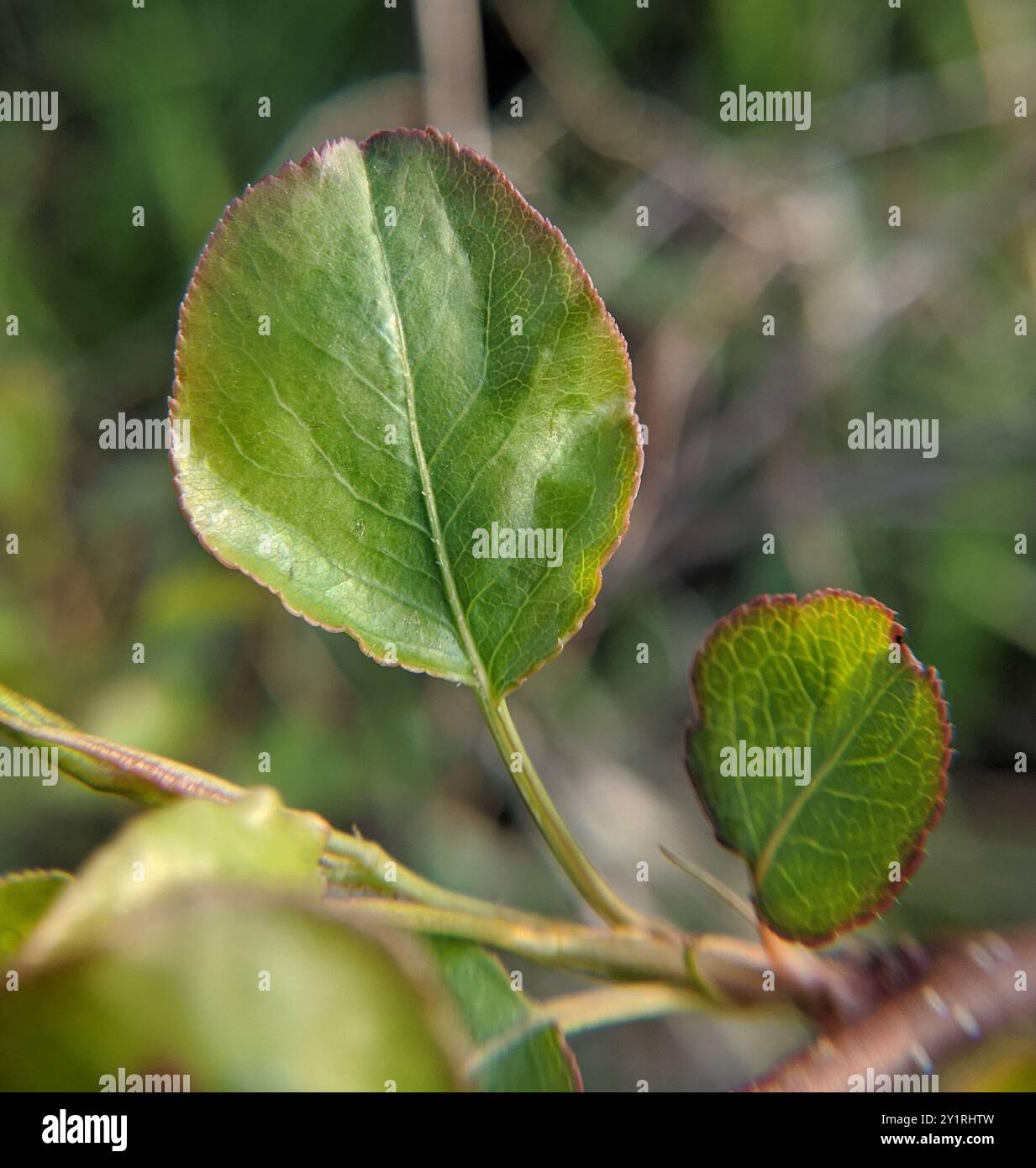 Callery pear (Pyrus calleryana) Plantae Stock Photo - Alamy