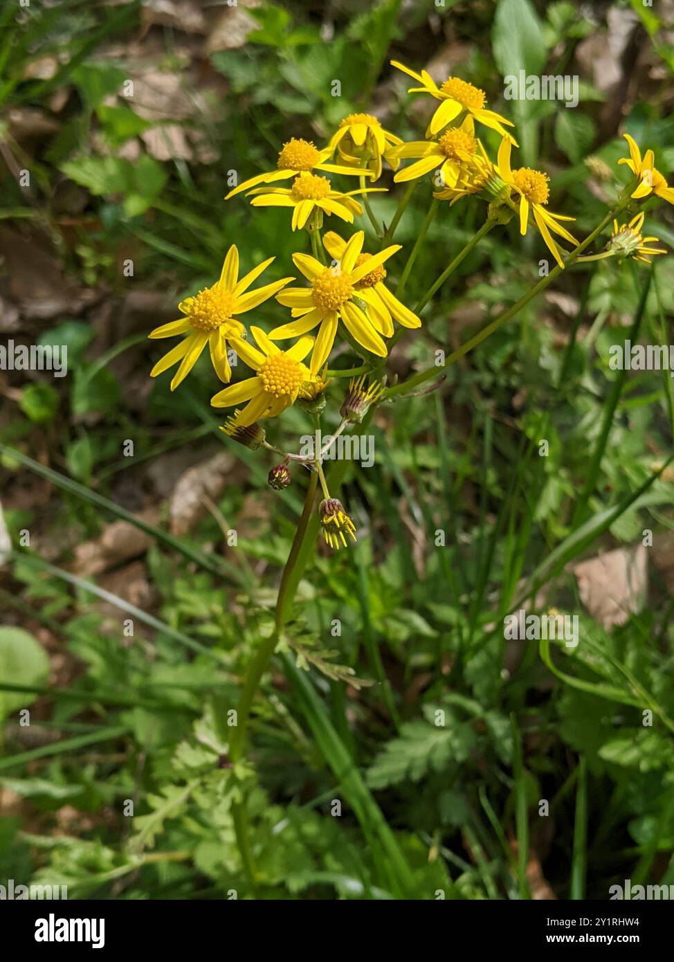roundleaf ragwort (Packera obovata) Plantae Stock Photo - Alamy