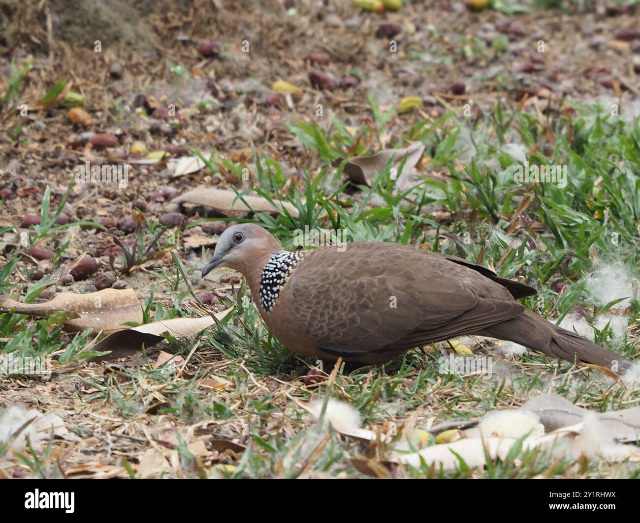 Spotted Dove (Spilopelia chinensis) Aves Stock Photo - Alamy