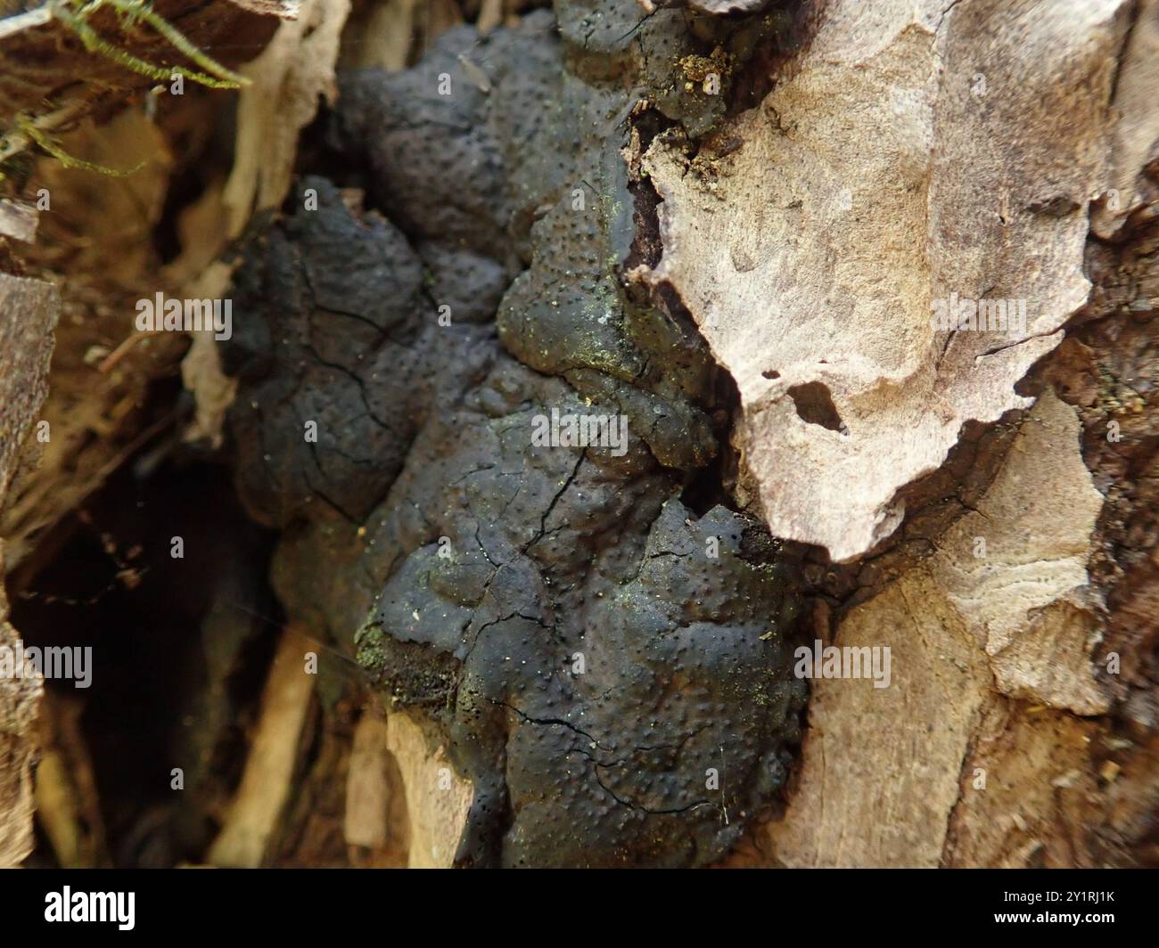 Brittle Cinder (Kretzschmaria deusta) Fungi Stock Photo - Alamy
