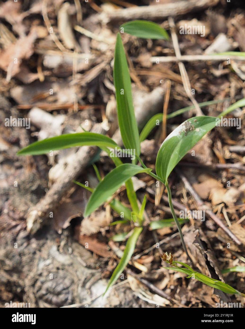 monocots (Liliopsida) Plantae Stock Photo - Alamy