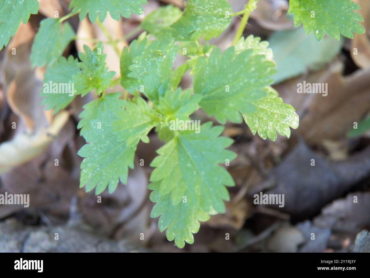 heartleaf nettle (Urtica chamaedryoides) Plantae Stock Photo - Alamy