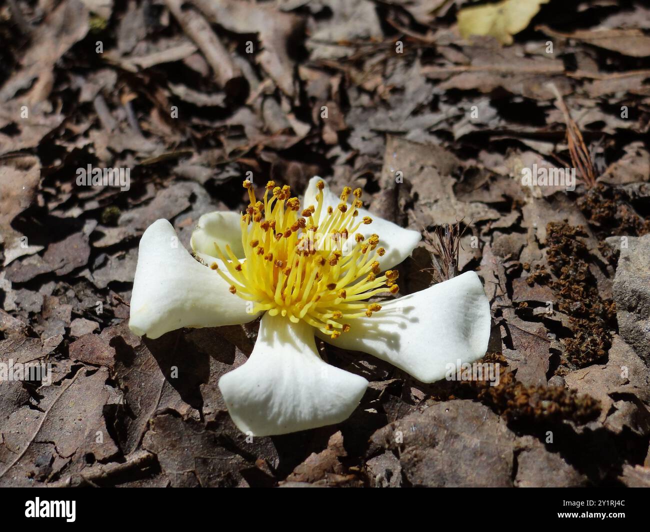Chinese Gugertree (Schima superba) Plantae Stock Photo - Alamy