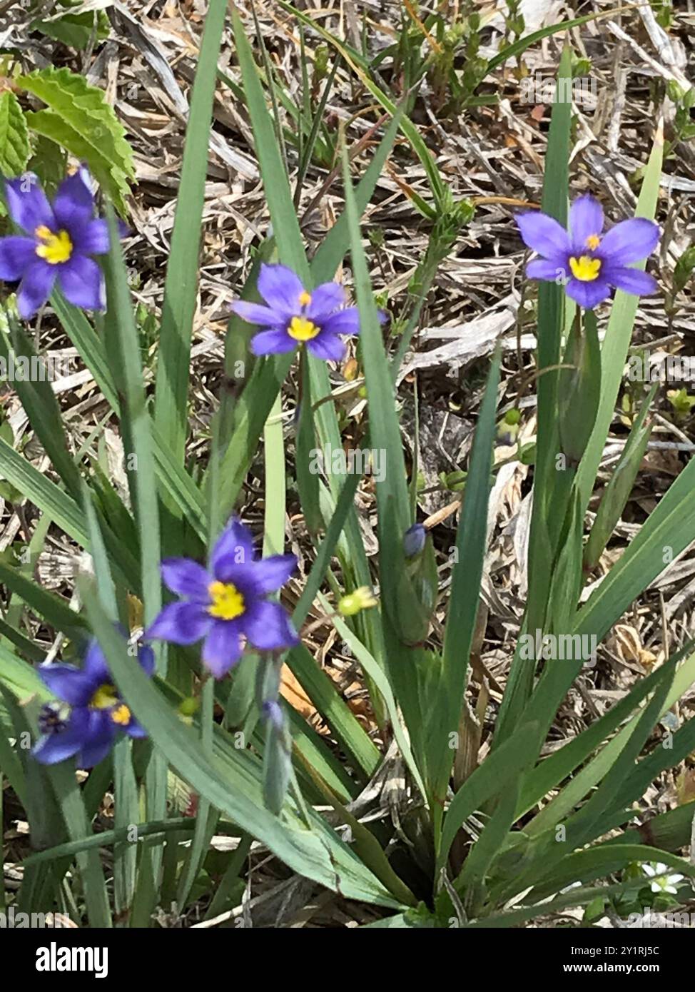 blue-eyed grasses (Sisyrinchium) Plantae Stock Photo - Alamy