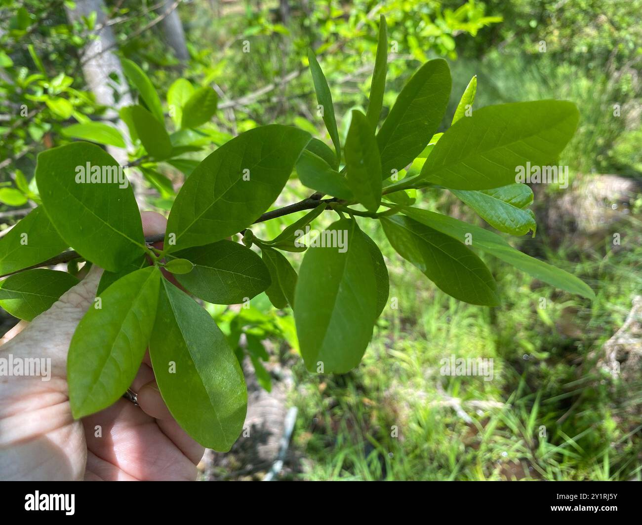 Swamp tupelo (Nyssa biflora) Plantae Stock Photo - Alamy