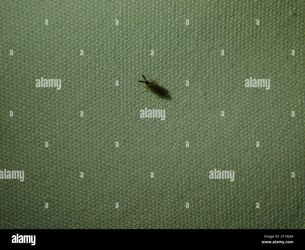Biting Midges (Ceratopogonidae) Insecta Stock Photo - Alamy