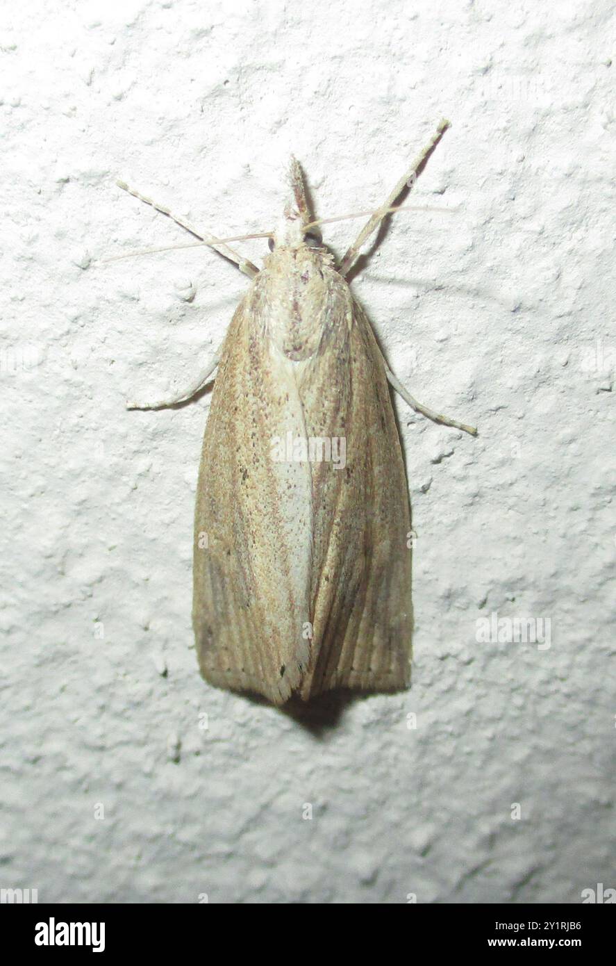 Sorghum Stem Borer (Chilo partellus) Insecta Stock Photo - Alamy