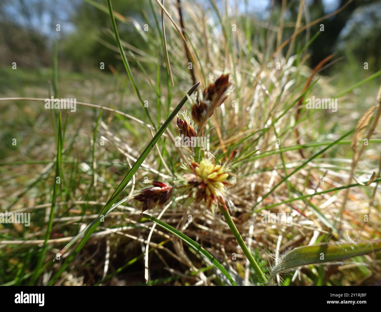 Field woodrush (Luzula campestris) Plantae Stock Photo - Alamy