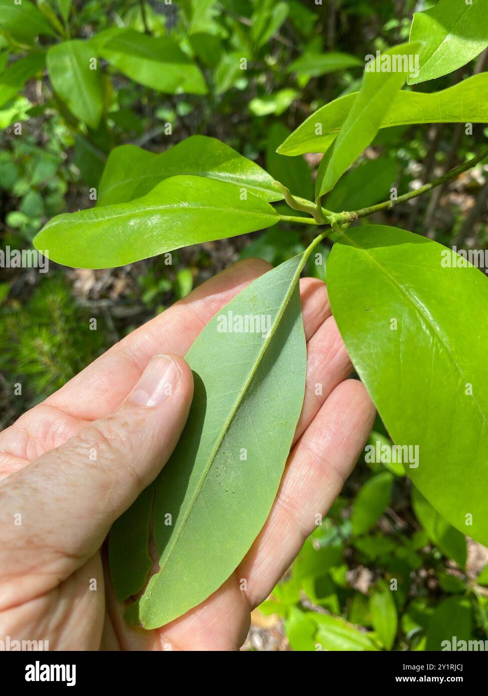 Northern Sweetbay (Magnolia virginiana virginiana) Plantae Stock Photo ...
