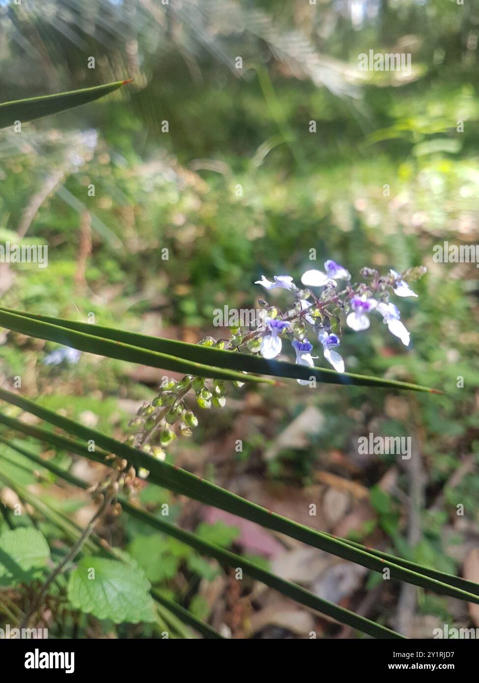 little spurflower (Coleus australis) Plantae Stock Photo - Alamy
