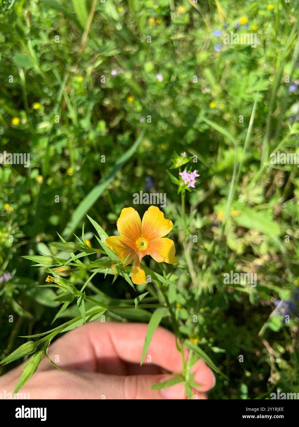 Yellow Flax (Linum rigidum) Plantae Stock Photo - Alamy