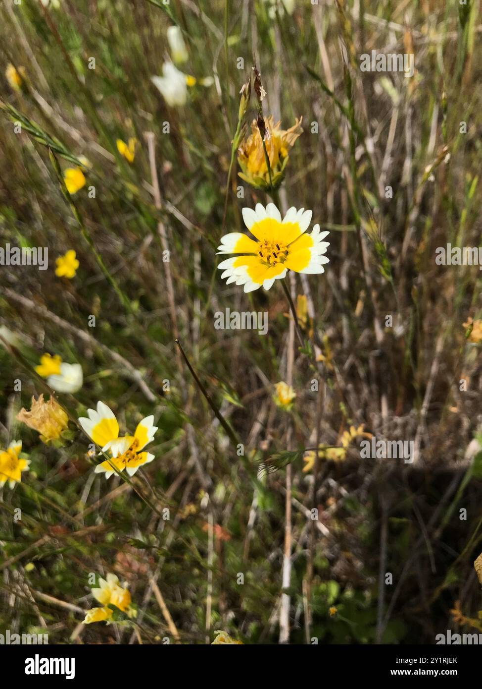 Tidytips (Layia) Plantae Stock Photo - Alamy