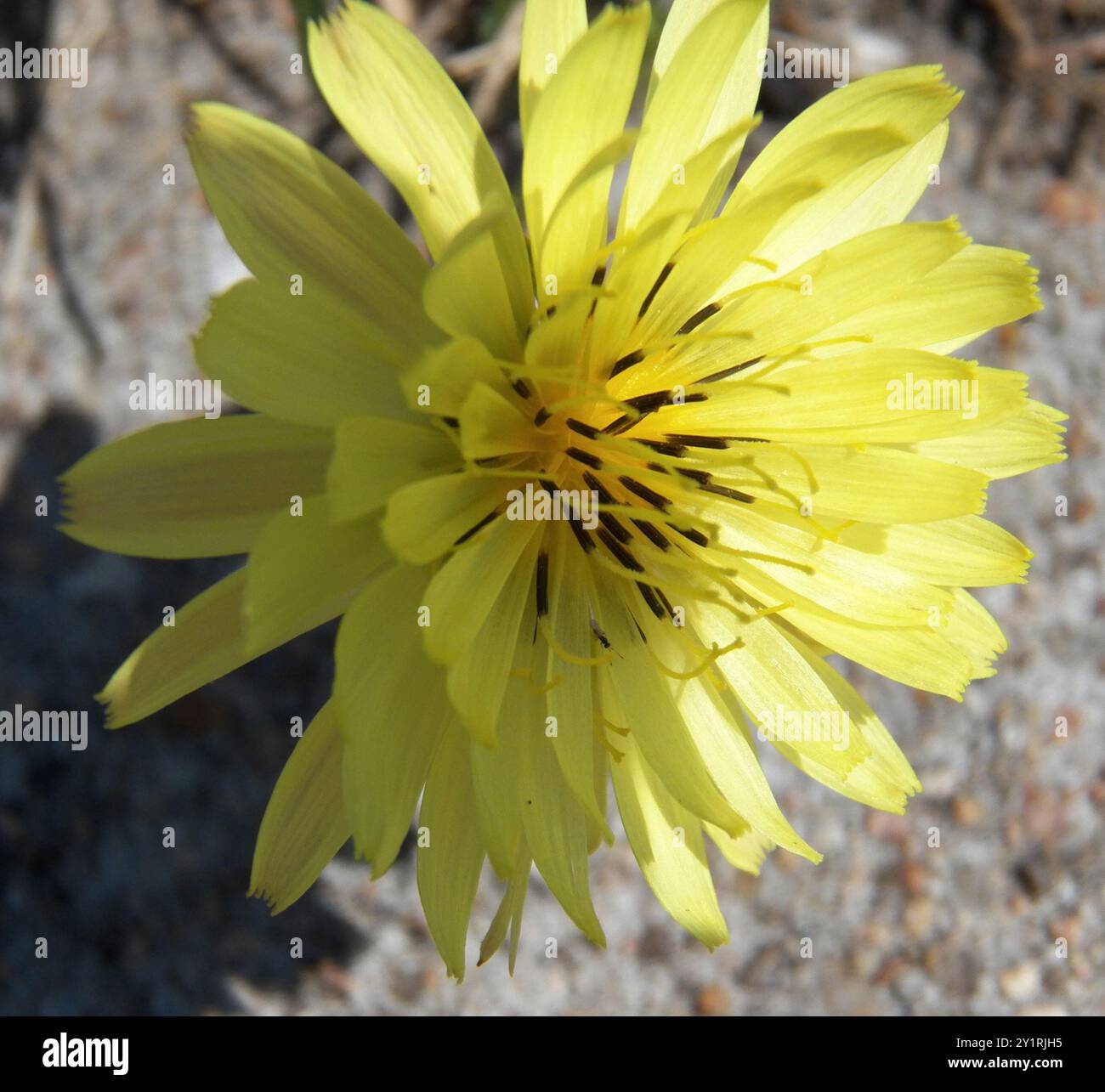 smallflower desert-chicory (Pyrrhopappus pauciflorus) Plantae Stock ...