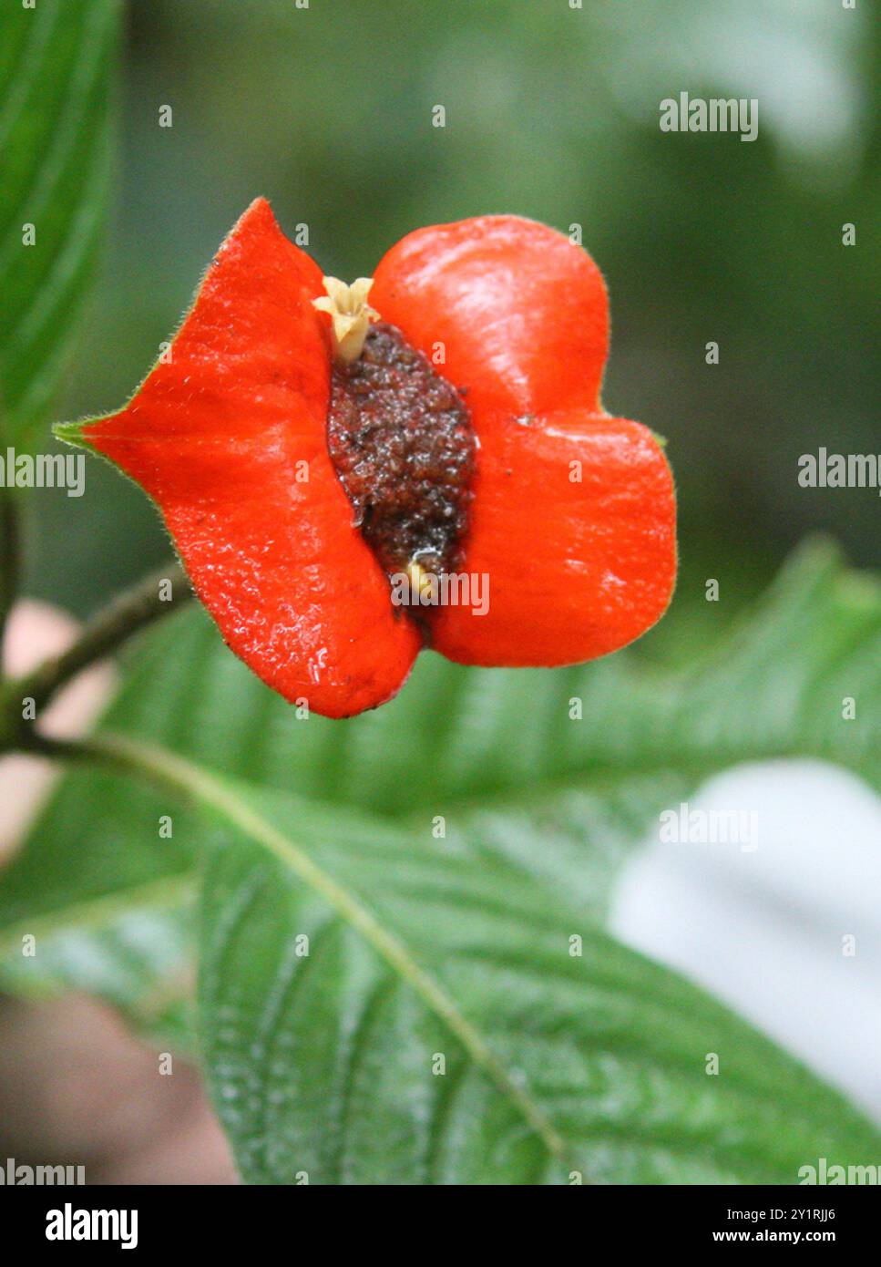 sore-mouth bush (Palicourea tomentosa) Plantae Stock Photo - Alamy