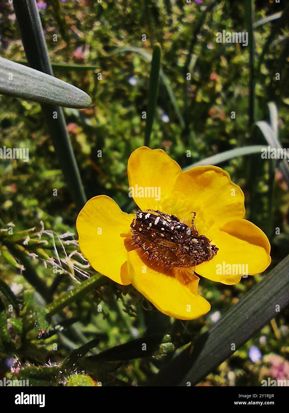 Mediterranean Spotted Chafer (Oxythyrea funesta) Insecta Stock Photo ...