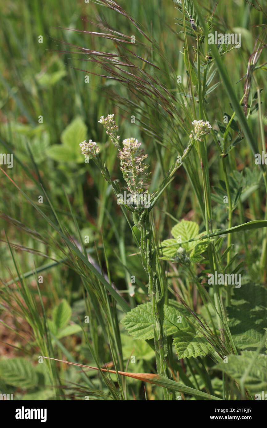 field peppergrass (Lepidium campestre) Plantae Stock Photo - Alamy