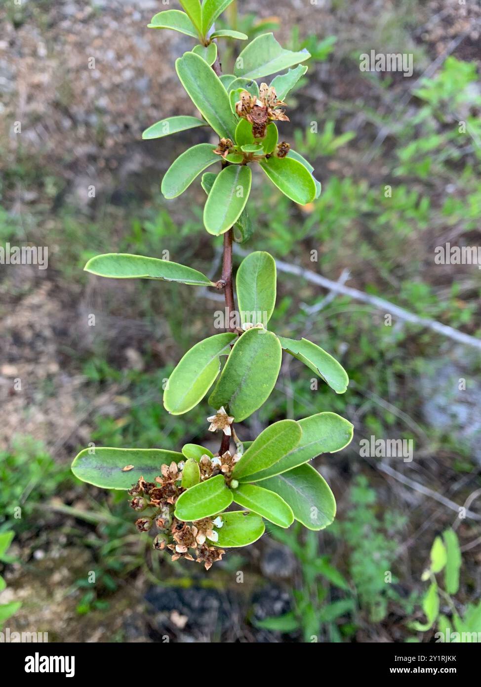Gum bumelia (Sideroxylon lanuginosum) Plantae Stock Photo - Alamy