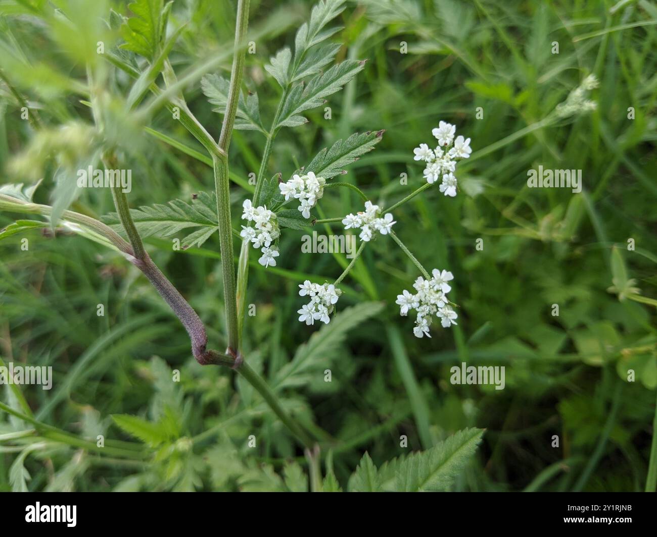 common hedge parsley (Torilis arvensis) Plantae Stock Photo - Alamy