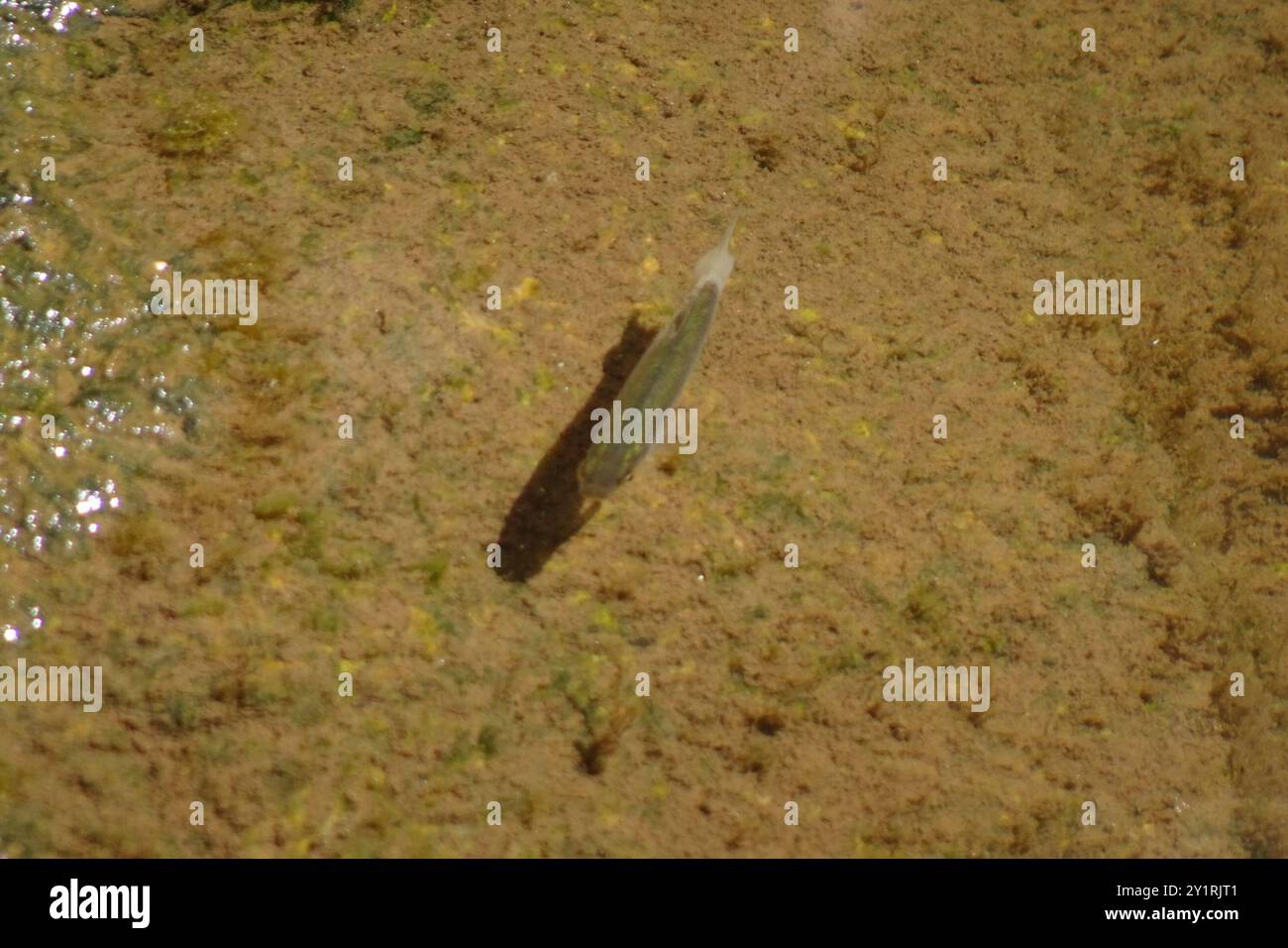 Old World Minnows (Leuciscinae) Actinopterygii Stock Photo - Alamy