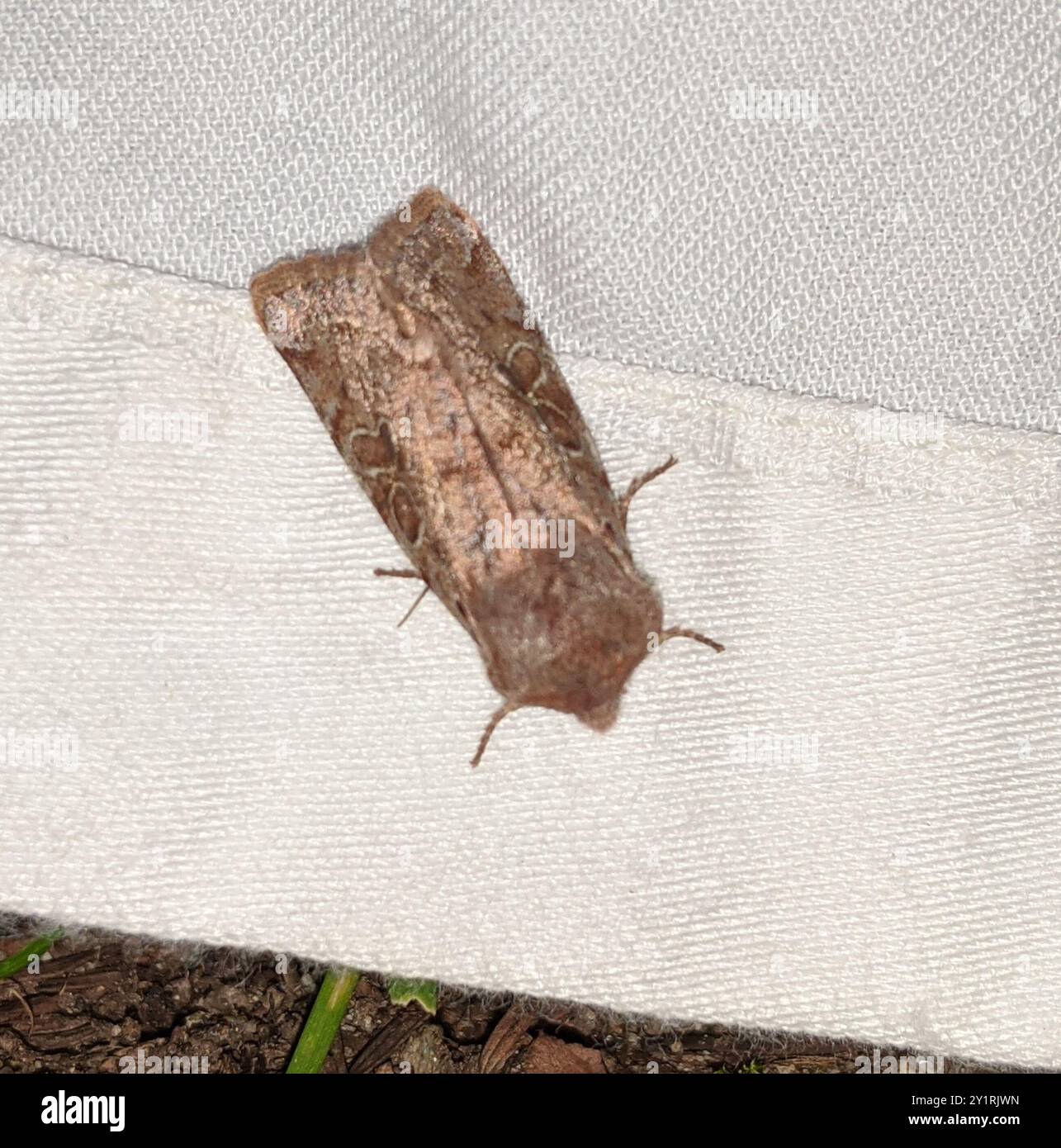 Speckled Green Fruitworm Moth (Orthosia hibisci) Insecta Stock Photo ...