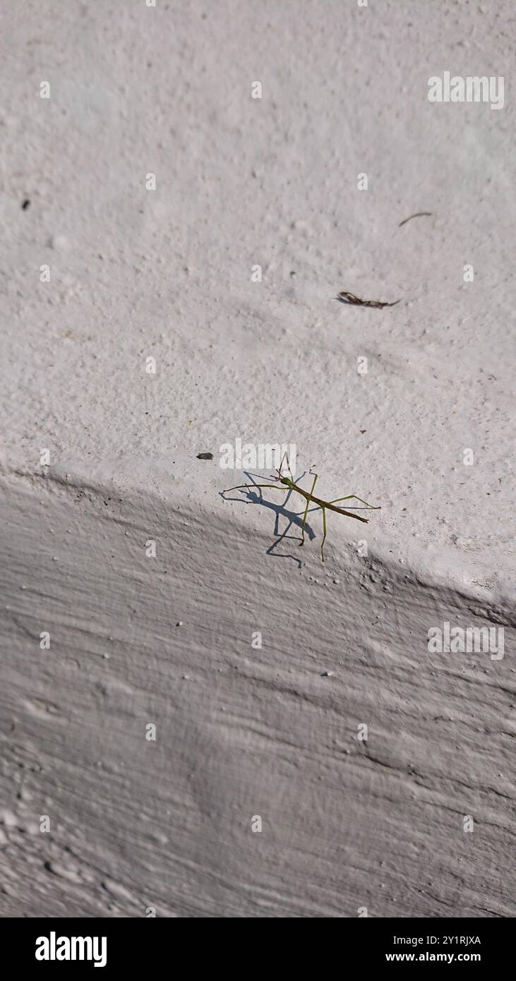 unarmed stick-insect (Acanthoxyla inermis) Insecta Stock Photo - Alamy