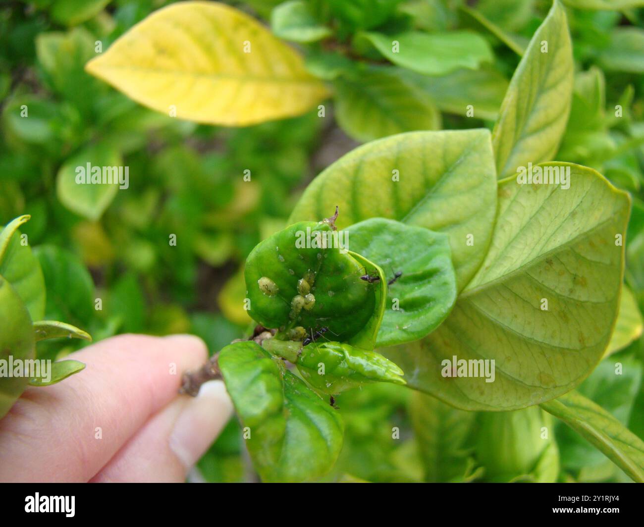 Green Coffee Scale (Coccus viridis) Insecta Stock Photo - Alamy