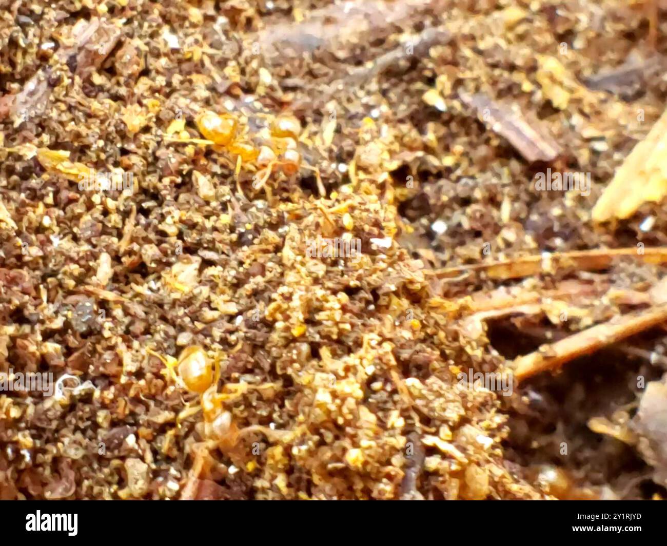 Citronella Ants, Fuzzy Ants, and Allies (Lasius) Insecta Stock Photo ...