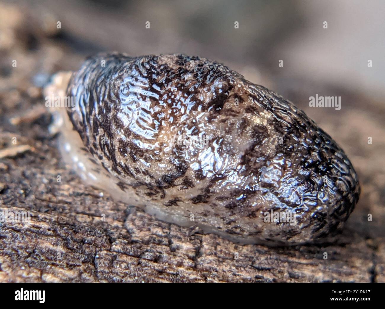 Milky Slug (Deroceras reticulatum) Mollusca Stock Photo - Alamy