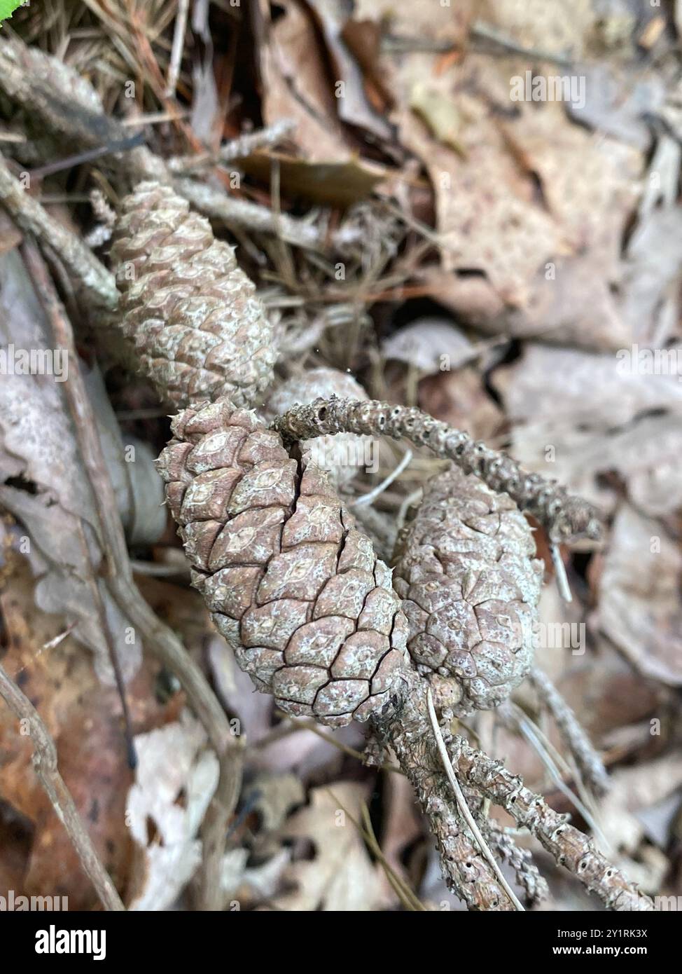 shortleaf pine (Pinus echinata) Plantae Stock Photo - Alamy