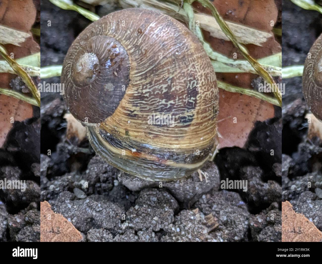 Garden Snail (Cornu aspersum) Mollusca Stock Photo - Alamy